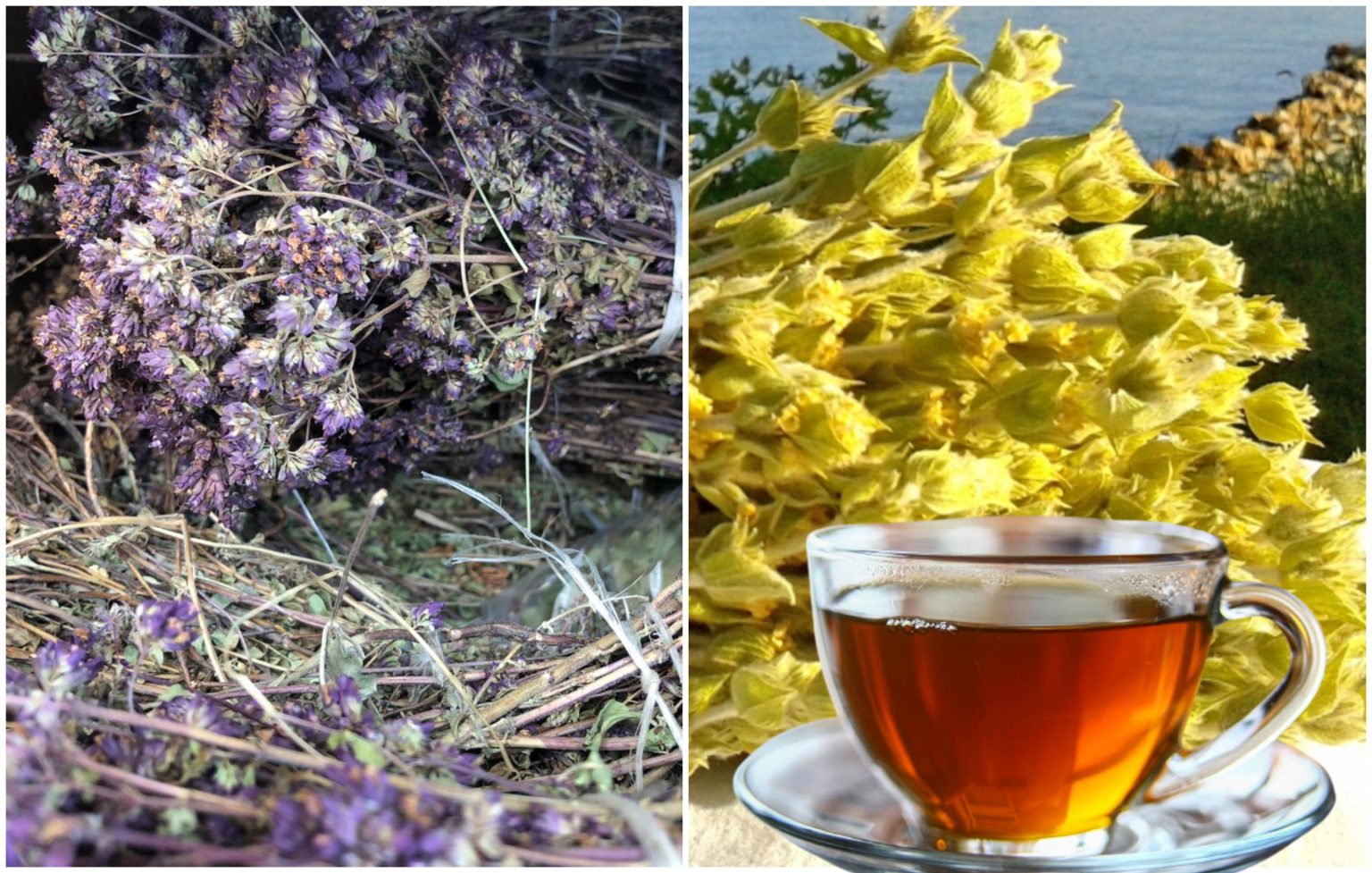 Një filxhan çaj mali në mëngjes, si ndikon në organizëm – Tetova Sot