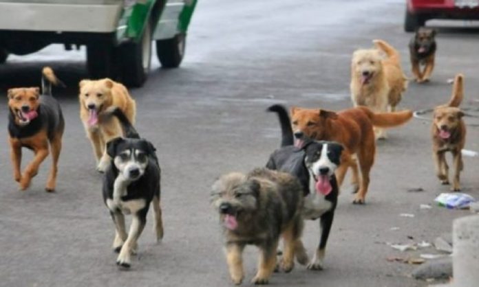 Kafshohet nga një qen endacak një person nga Gostivari – Tetova Sot