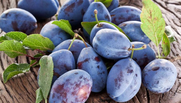 Pse duhet t’i konsumoni të freskëta kumbullat? – Tetova Sot