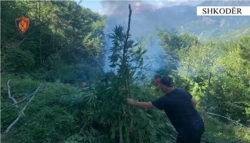 Mbi 15 mijë bimë kanabis asgjësohen në Shkodër – Tetova Sot Mbi 15 mijë bimë kanabis asgjësohen në Shkodër – Tetova Sot