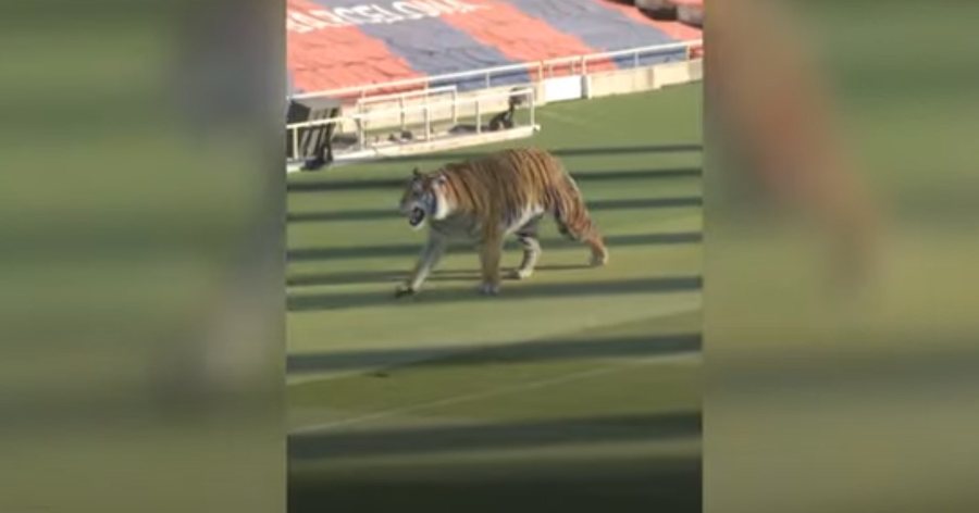 Barcelona prezanton “Tigrin” me një video spektakolare – TS Barcelona prezanton “Tigrin” me një video spektakolare – TS