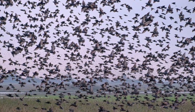 Zogjtë krijojnë forma të çuditshme në qiell/ Fenomeni misterioz natyror ...