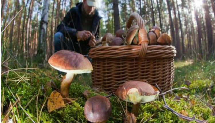 Humb një burrë në Maqedoni – doli për të mbledhur kërpudha dhe tani nuk ...