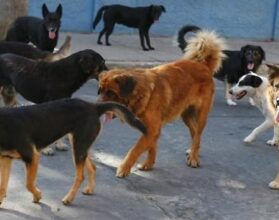 Tetova Sot – …shpejt dhe ndryshe…